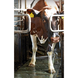 Vink klauwensproeimatsysteem melkstal